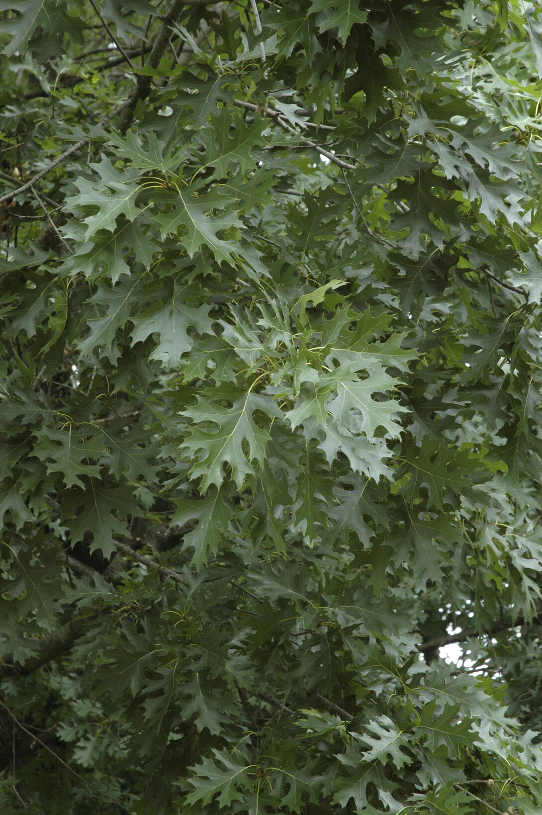 Shumard Oak | CMP Tree Selection Tool